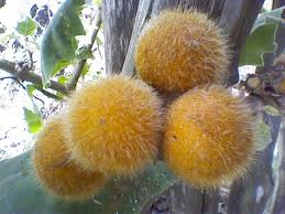 BUKU TANAMAN PENDIDIKAN KHAS: MENGENAL BENIH SAYURAN JENIS BIJI