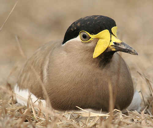 পাখি কুঞ্জনী