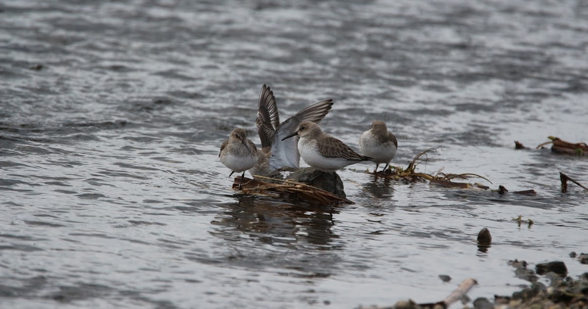 Lamsdell Bird Ringing and Wildlife Blog: Staines Moor & Reservoir - 5th ...