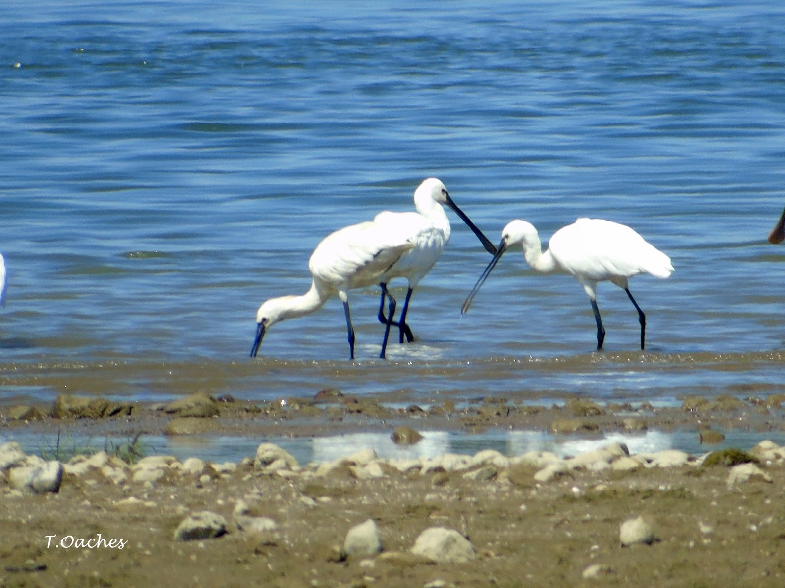 PASARI DIN ROMANIA: LOPATAR, Platalea leucorodia