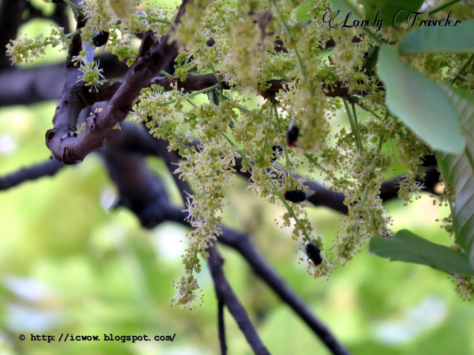 Ceylon oak (কুসুম গাছ) - Schleichera oleosa