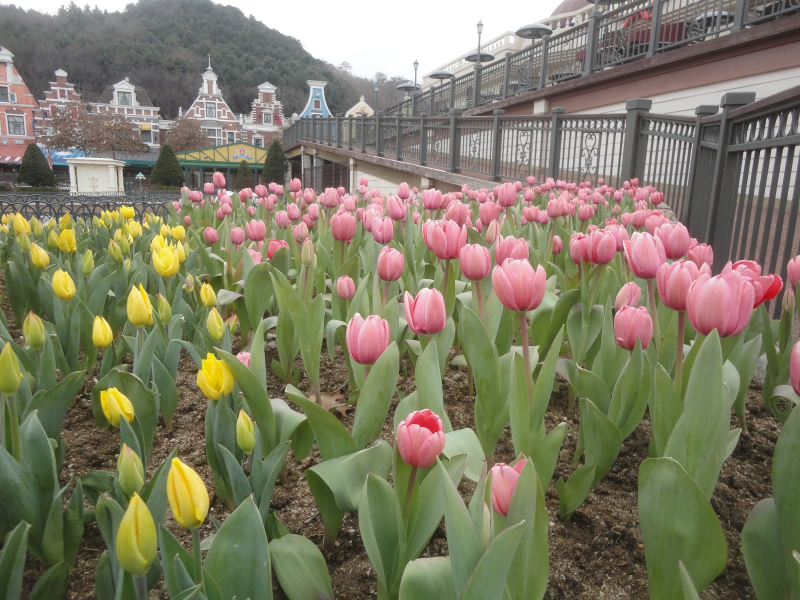 apple muslim holiday: KOREA JEJU - PESTA TULIP AWAL MUSIM BUNGA