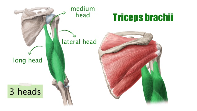Tricipiti - Istruzioni per l'uso - Cura Fisica