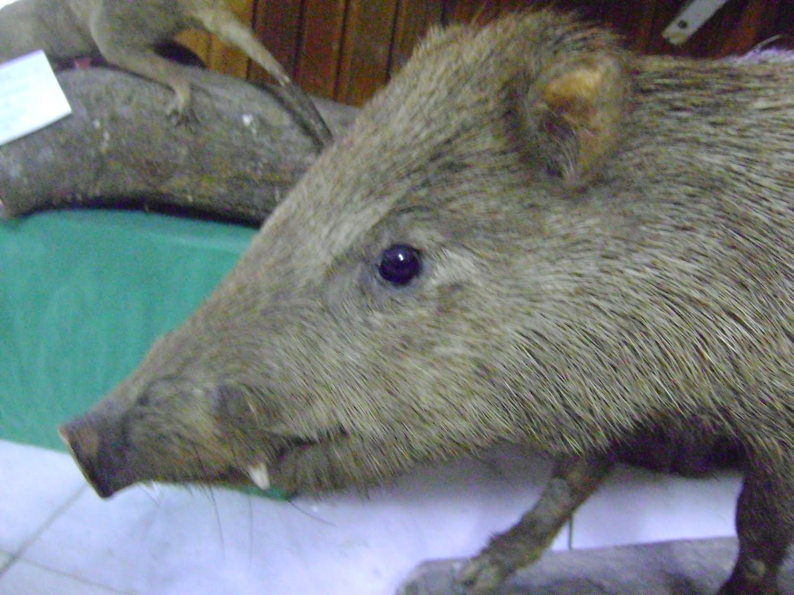 Fotografias de animais: Porco do mato