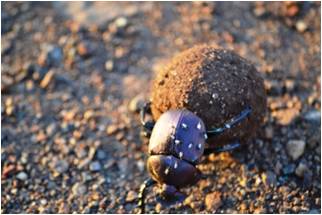 Ubizane Wildlife Reserve: Why the Dung Beetle is so strong: