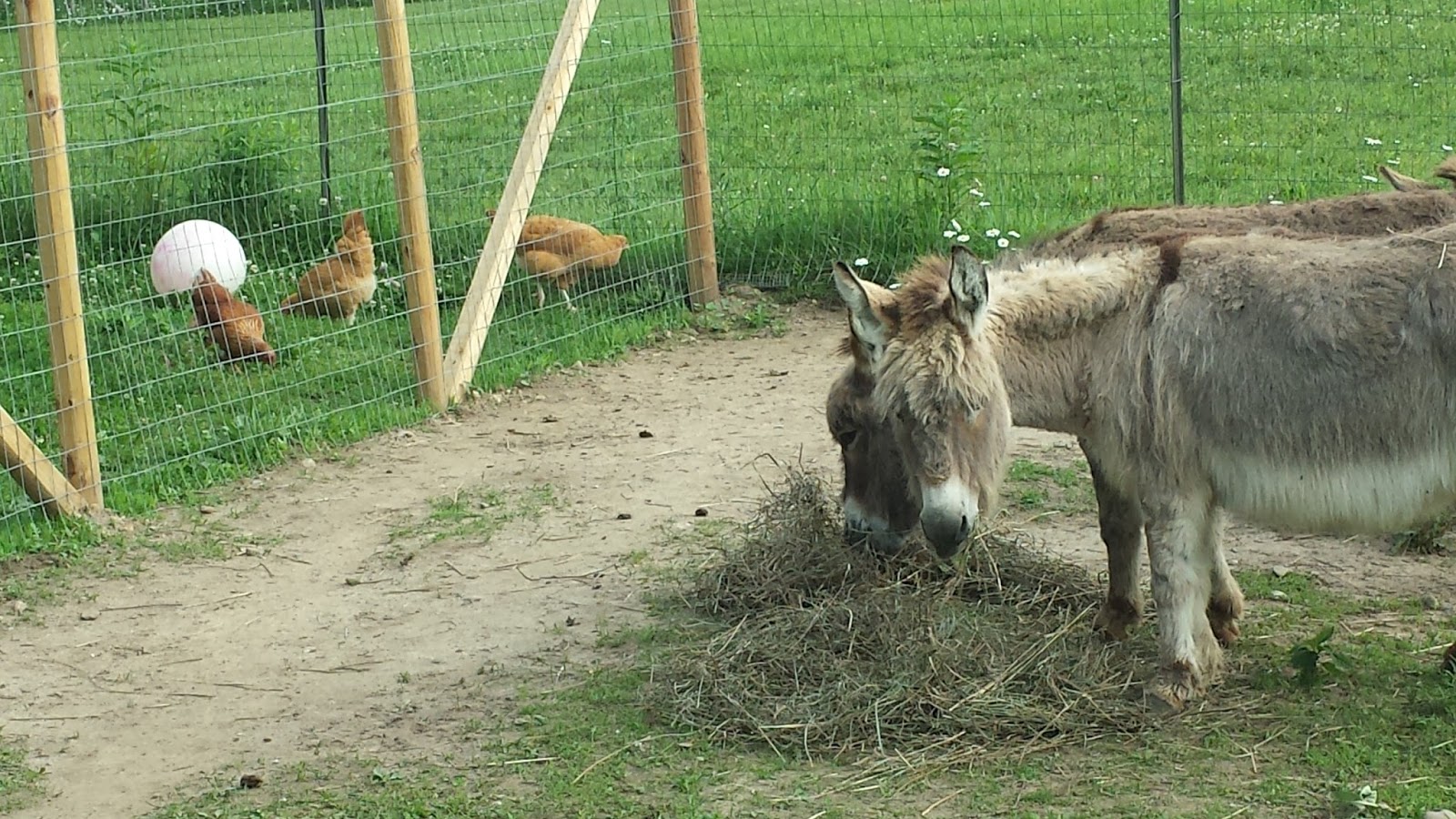 My Miniature Donkeys: Mornings with Donkeys and Chickens