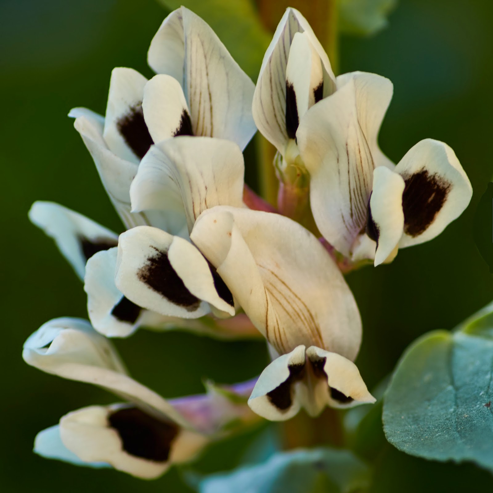 Pinse billeder og urtehaven