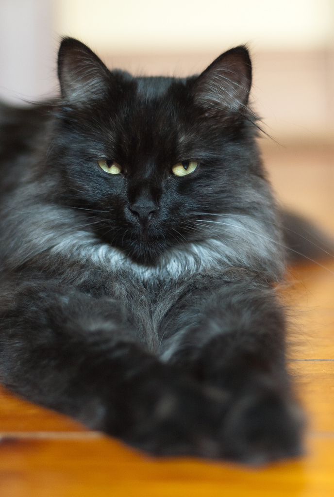 kedi resimleri, en guzel kedi resimleri: zulman