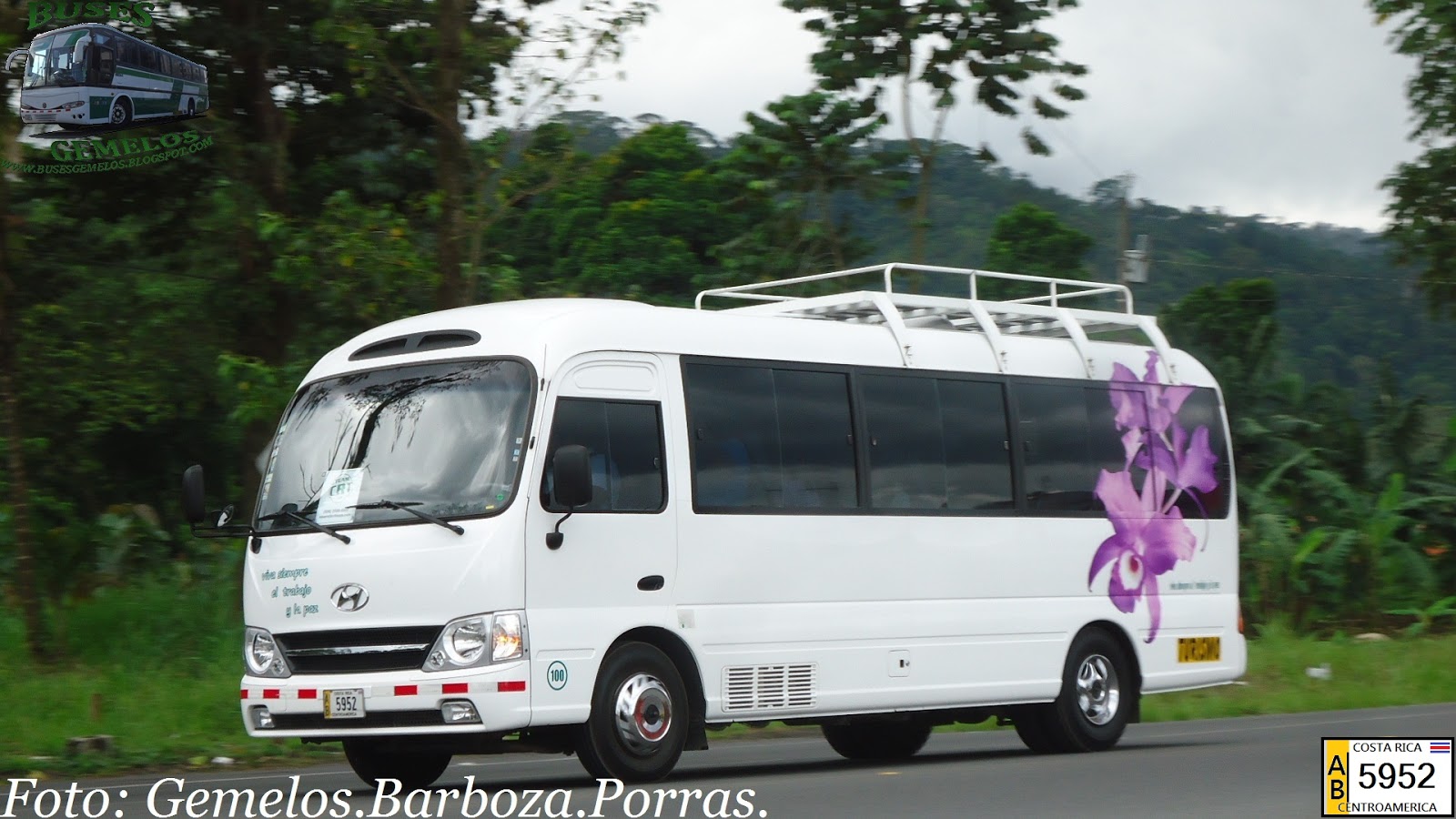 Buses Gemelos: MICROBUSES