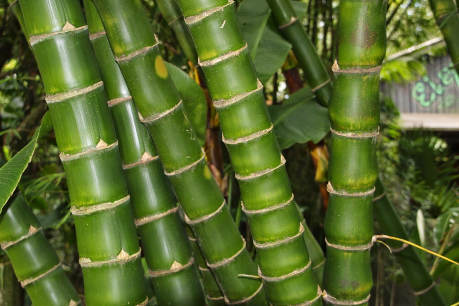Bamboo Journey: Australia Zoo and Bamboo.