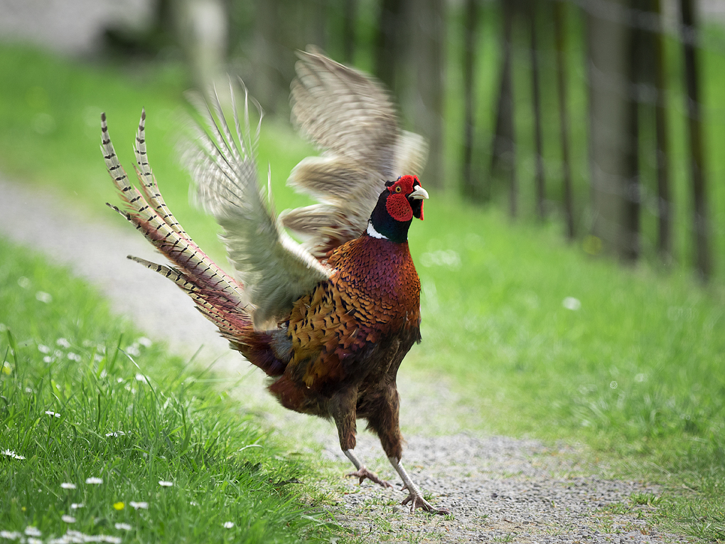 The Ruins of the Moment: 2016 — Photos by Pete McGregor