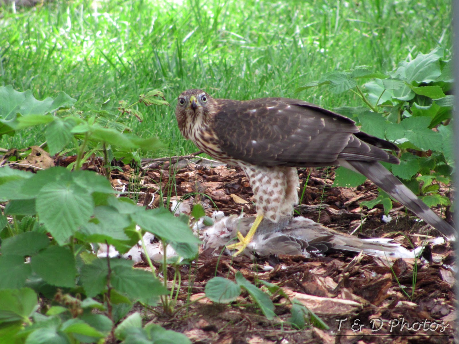 Colorado Photos.....: Pigeon Hawk