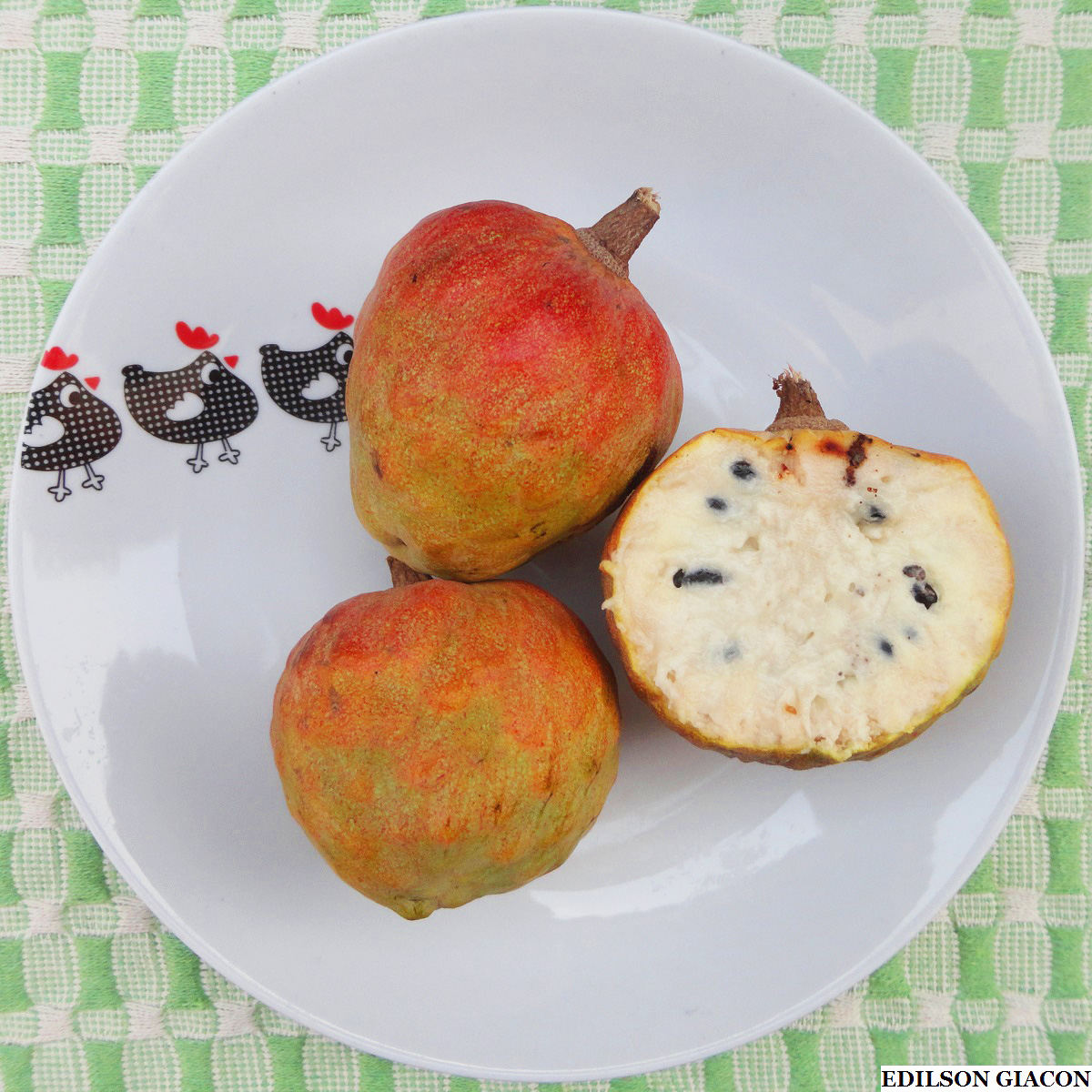 Viveiro Ciprest - Plantas Nativas e Exóticas: Anona Lisa ou Condessa ...