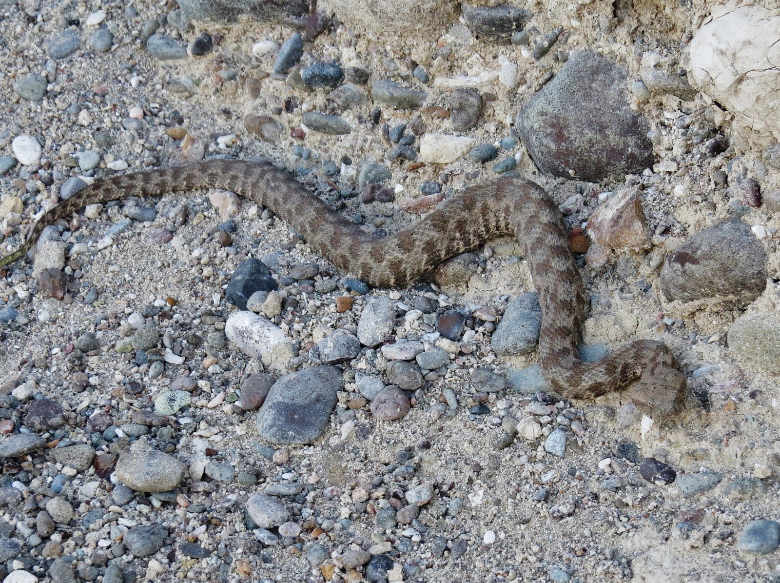 Biodiversity of Cyprus by NGO Protection of the Natural Heritage and ...