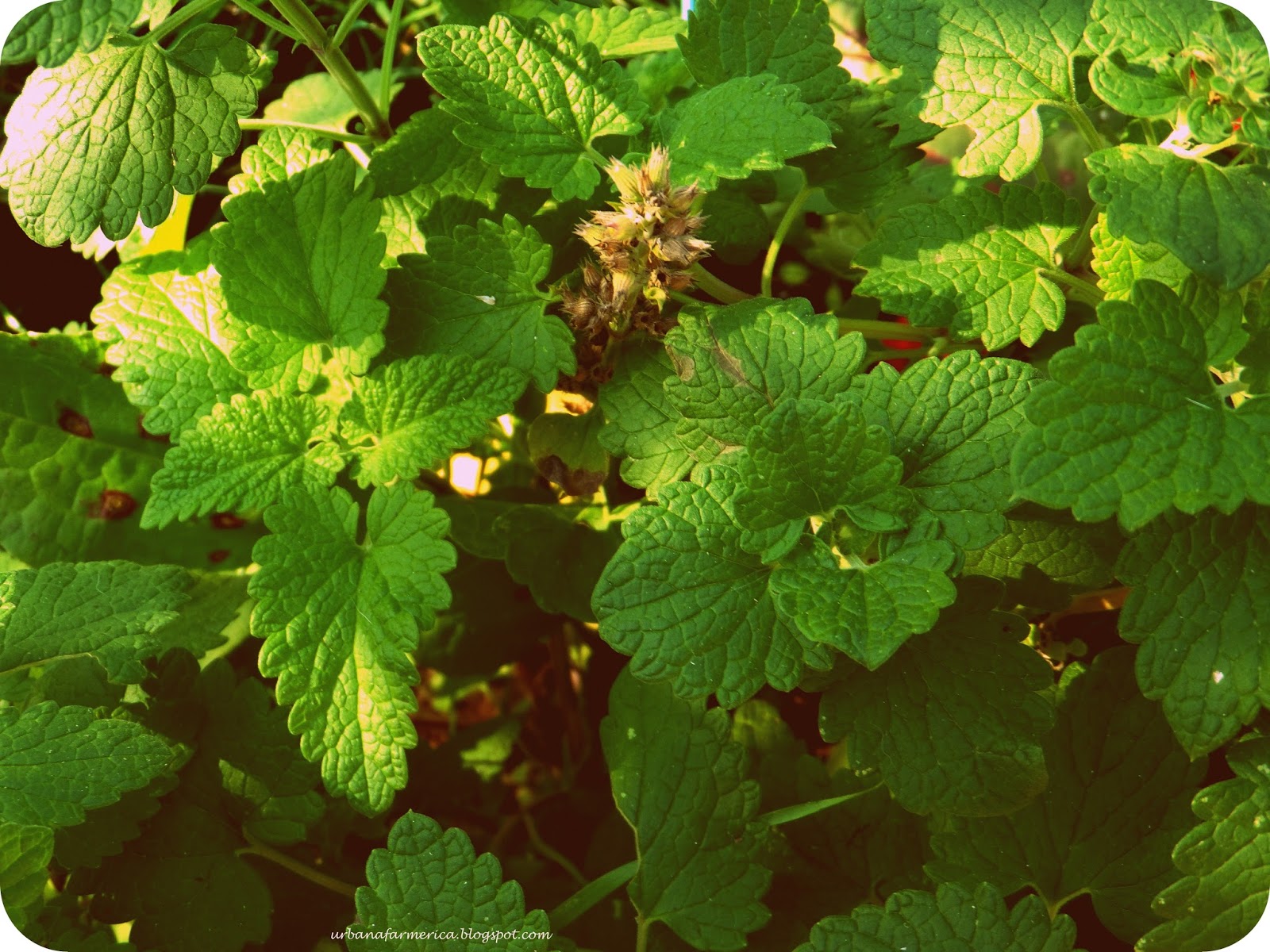 Urbana farmerica: Macina trava ili marulja ili očajnica... Njega sadnice