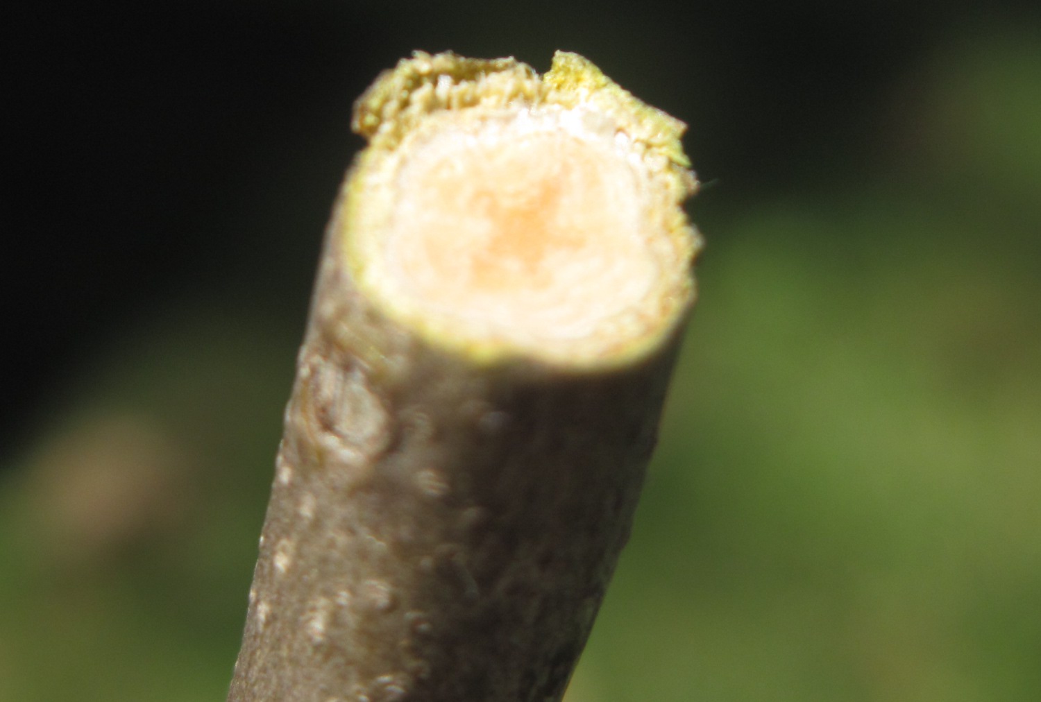 True Blue Sam the Travelin' Man: Pith On The Inside Shows Through On ...