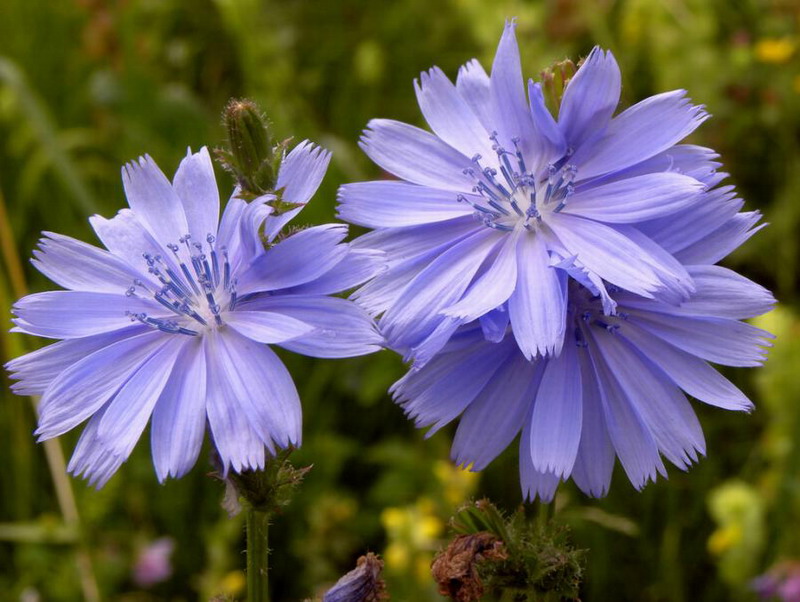 Retetele Amaliei: Cicoarea