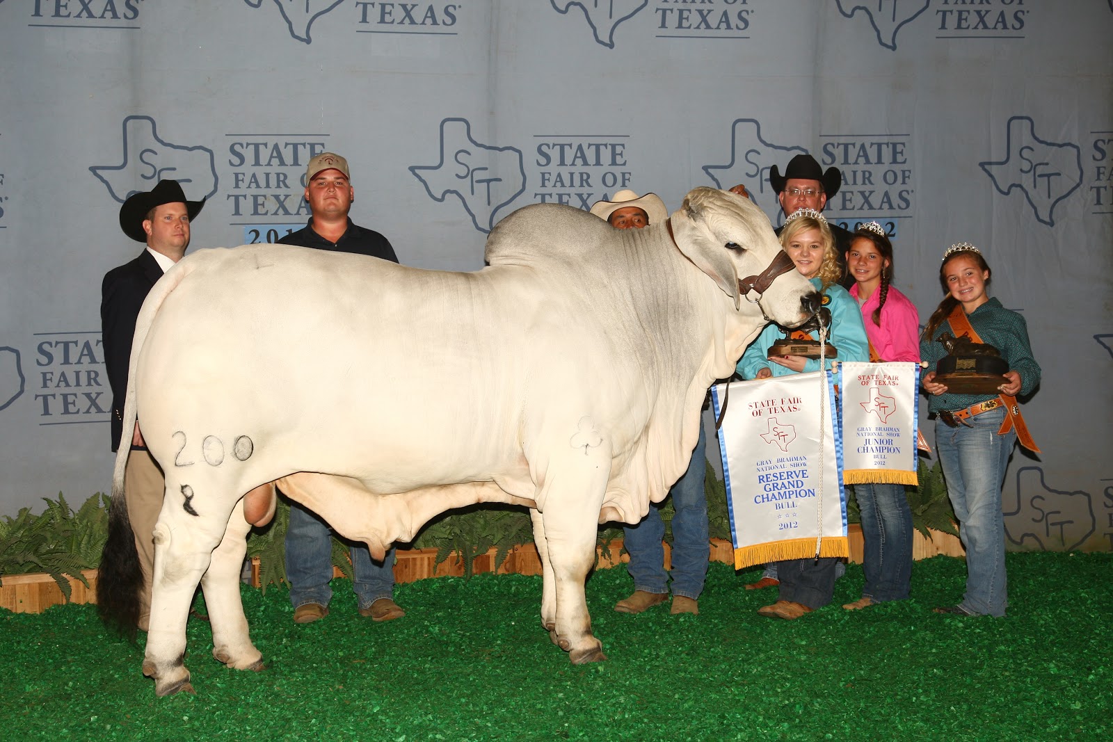 BrahmanUSA: 2012 National Brahman Show Results - Dallas, TX