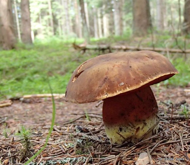 Grzyby gatunkami. Borowik ceglastopory, pociec, pociek, ceglaś ...