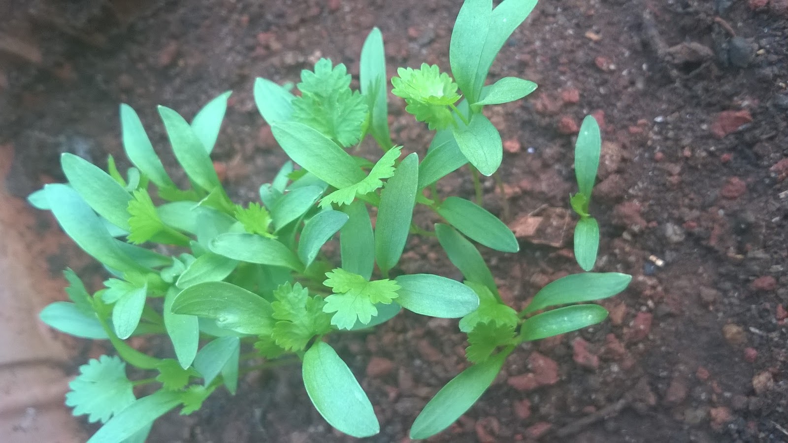 Spice of Life!: D is for Dhania