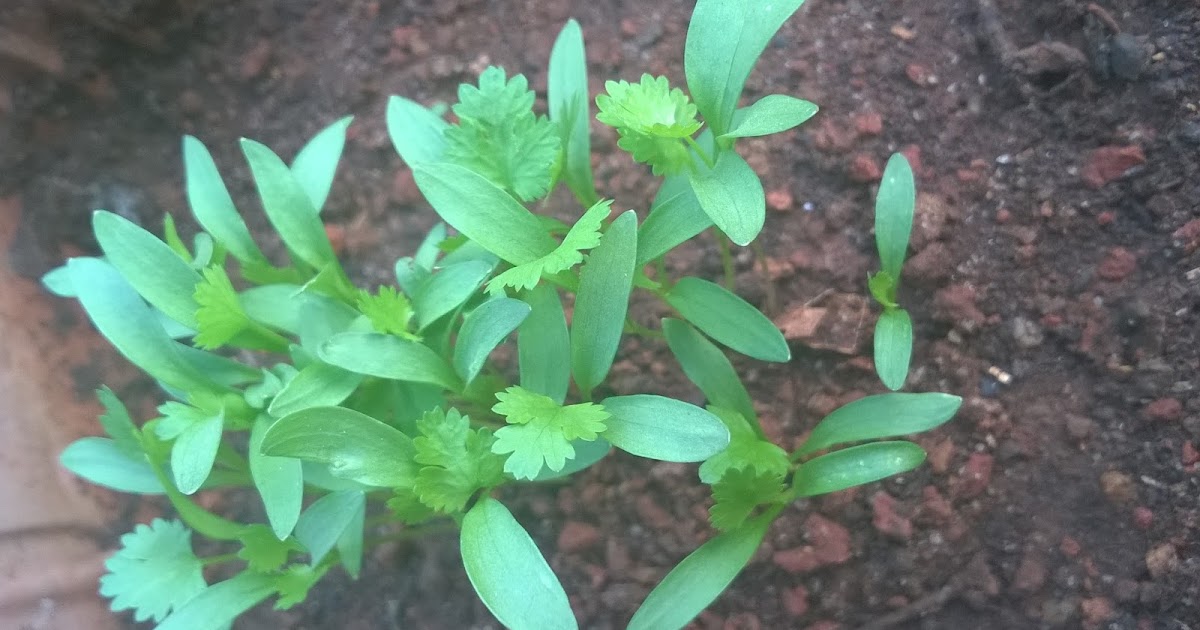 Spice of Life!: D is for Dhania