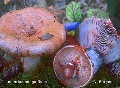 GUIA DE BOLETS : ROVELLÓ