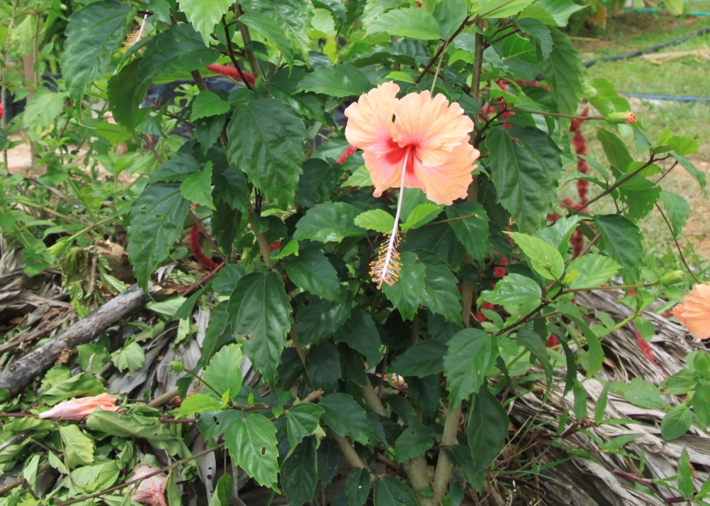 My little vegetable garden: putting colours to the garden.