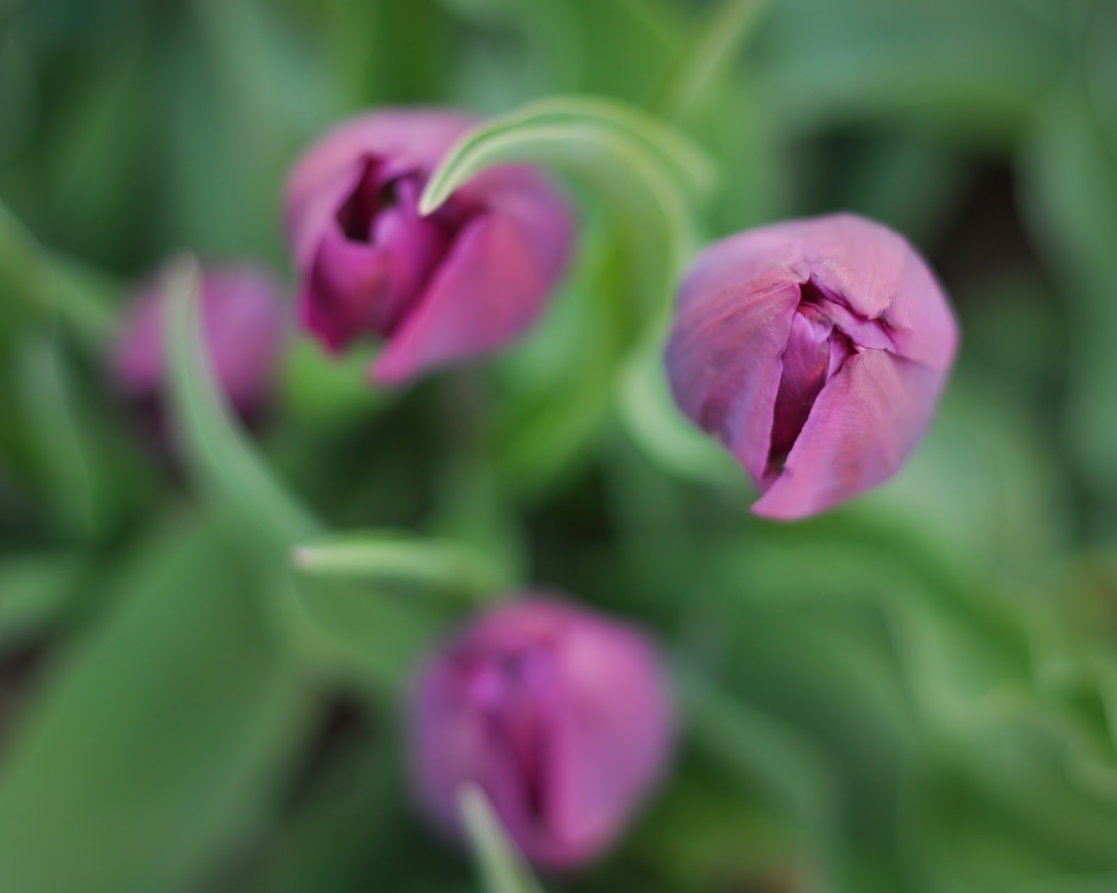 Springtime Flowers! - Cache Valley Photographer
