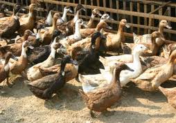 Mahat Terhebat Farm: Penternakan Itik Muscovy / Itik Nila / Itik Serati