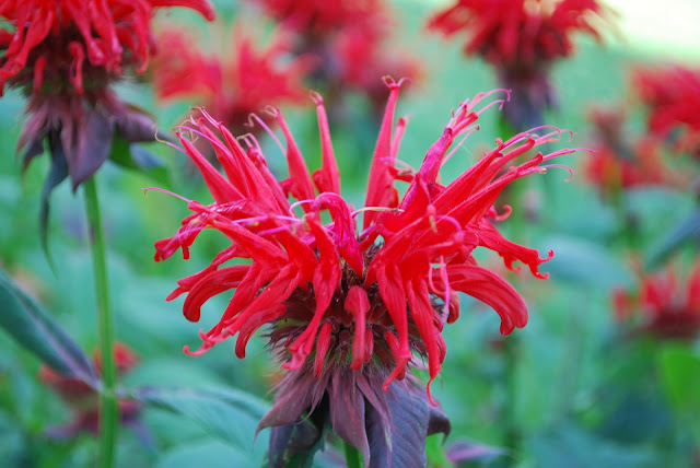 Ferme du Sault: Monarde Jacob Cline