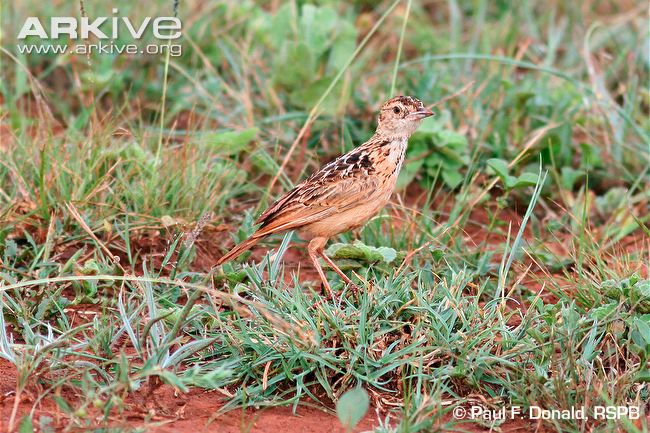 A.W.Birder: Always on the lookout for fine birds...: March 2011