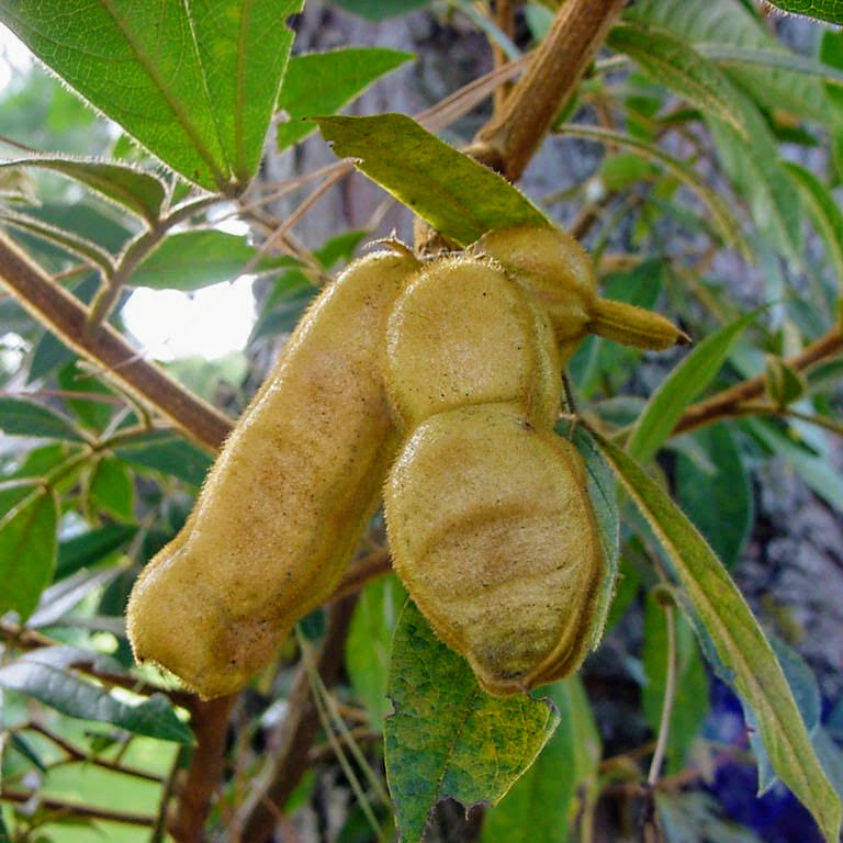 "Verdade//aspas" : 👪 Fabaceae (Inga Laurina)