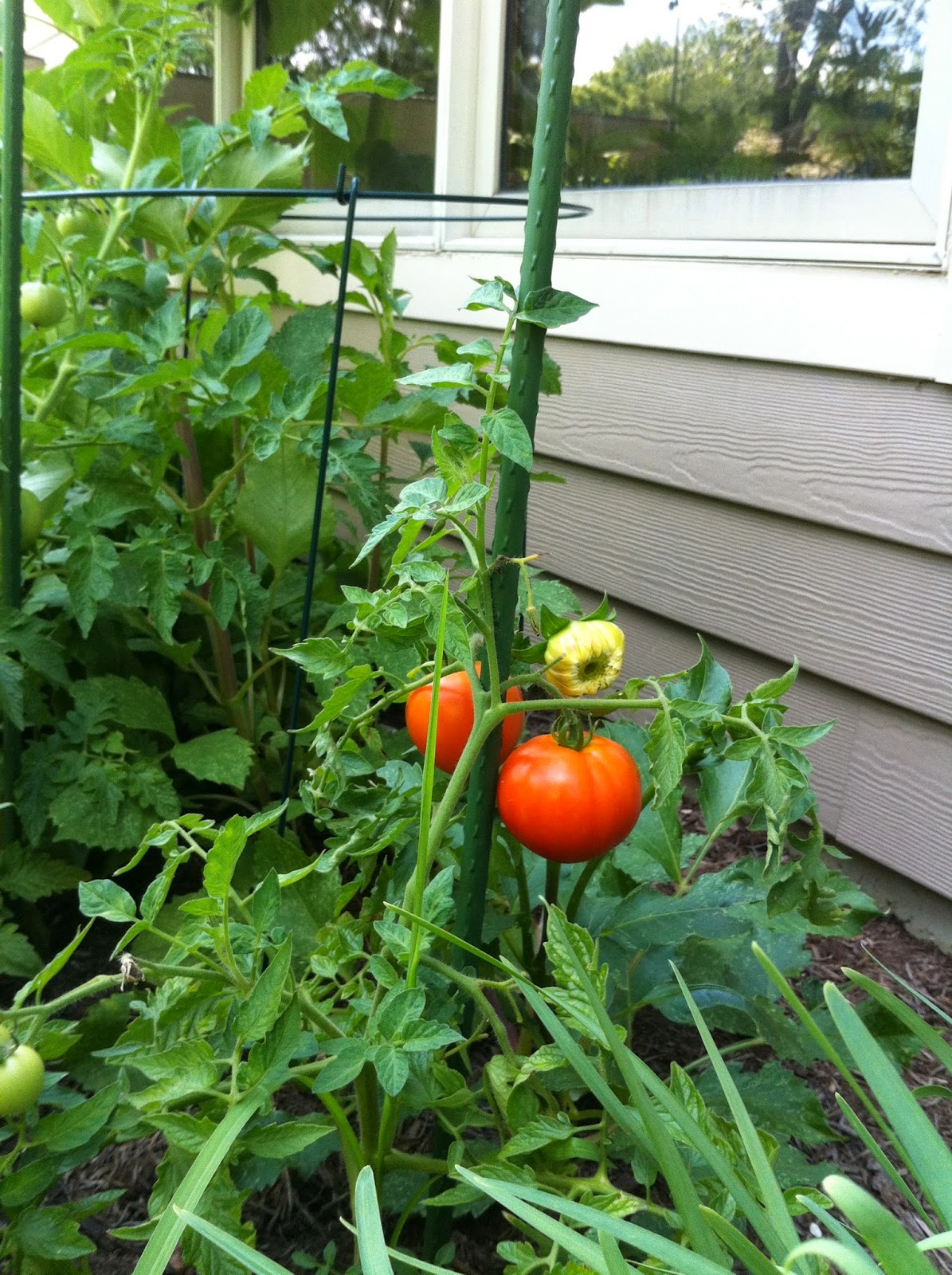 Victory Garden on the Golf Course: Tomatoes 101, everything you need to ...