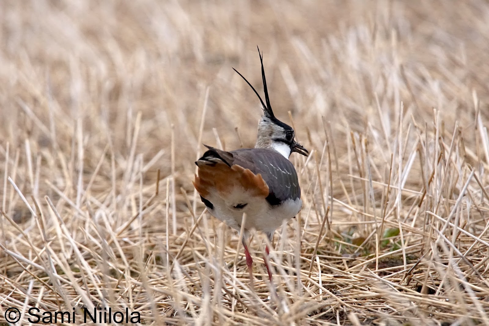 Samin luontokuvia nature photos: TÖYHTÖHYYPPÄ The northern lapwing ...