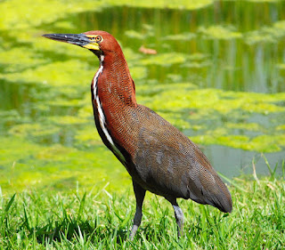 Estuche Digital: Aves del Llano