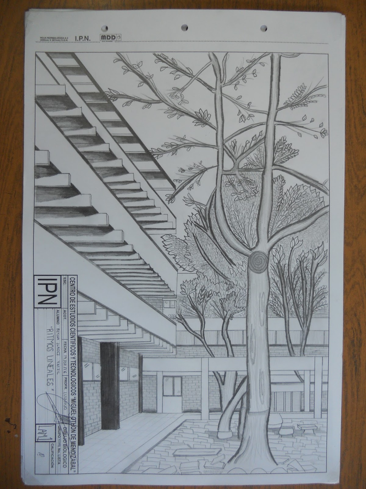 Dibujo Biológico: LÁMINA 1 RITMOS LINEALES