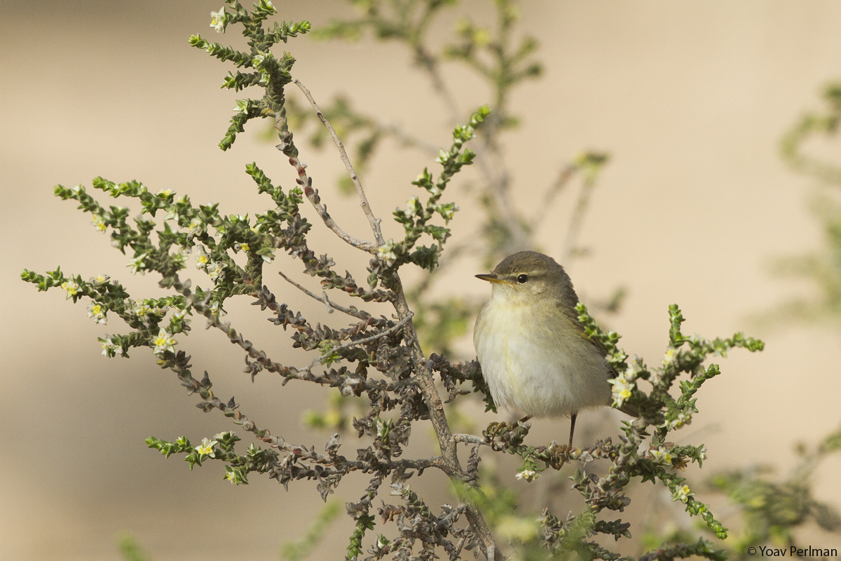 Classic Sibe birding in the Negev | Focusing on Wildlife