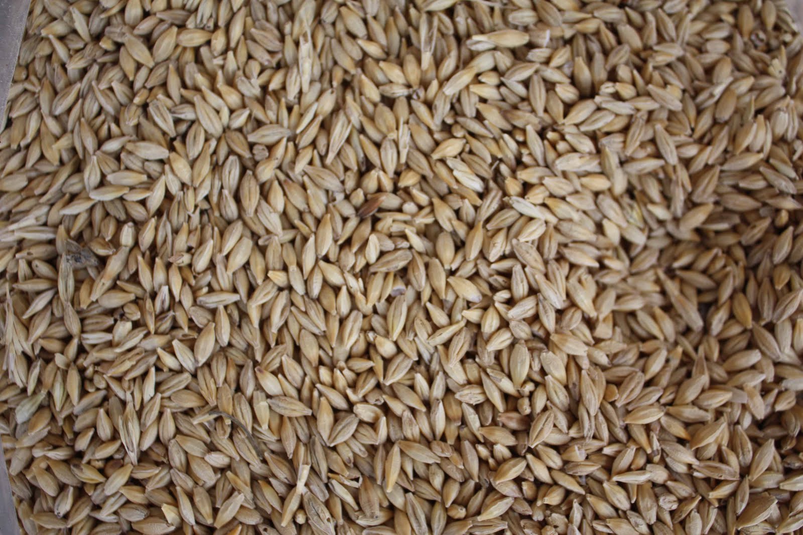 ¡Vamos a Fermentar!: febrero 2013