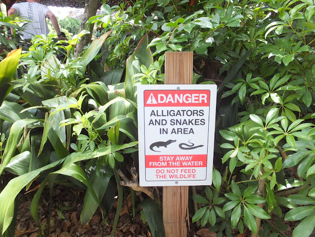 The Beginners guide to Disney's Animal Kingdom