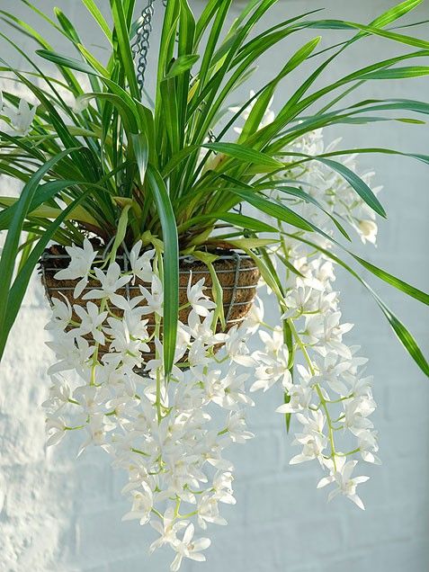 Cymbidium Sarah Jean or " Ice Cascade" - Blog Arco do Verde