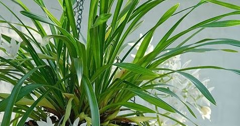 Cymbidium Sarah Jean or " Ice Cascade" - Blog Arco do Verde