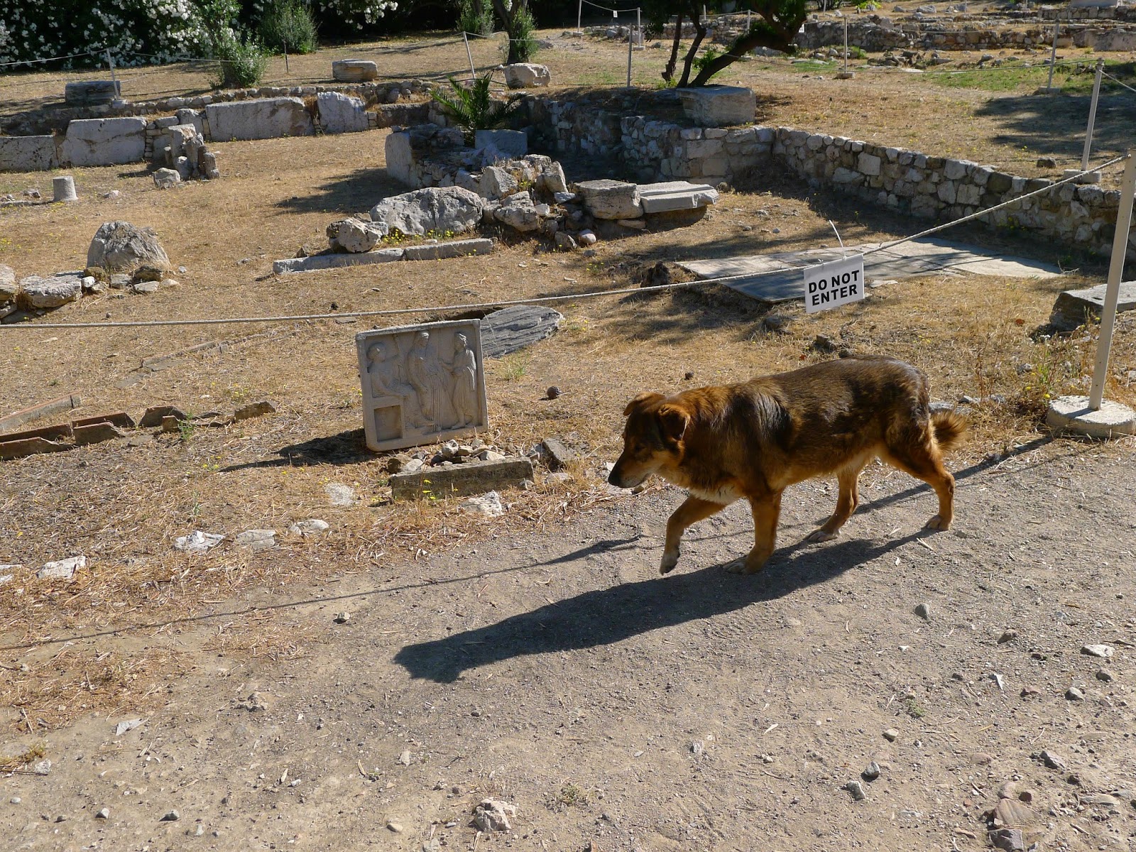 The Tourist-Loving Dogs of Greece