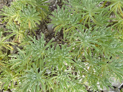 Hiking Curaçao - Flora and Fauna: Tabako di Piskado