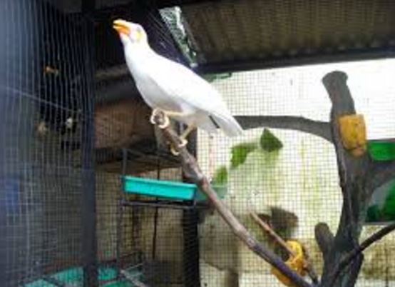 Foto Burung Beo Putih Albino Termahal Harga Rp 150 Juta Di Pasar ...