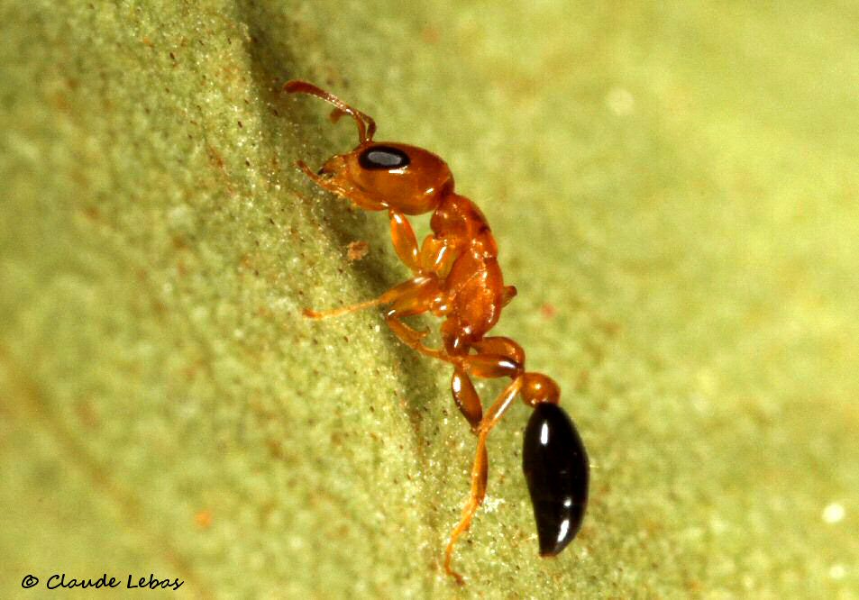 fourmis de Cuba- Hormigas de Cuba- Ants of Cuba: Pseudomyrmex pazosi