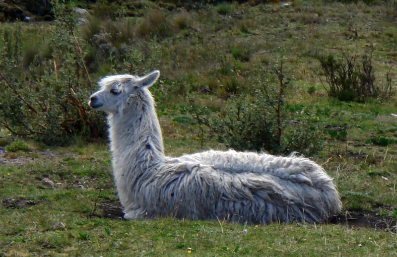 llama con: Hybrids