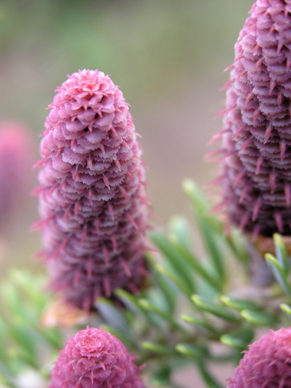 Cool Conifer Cones – Plant Something Oregon