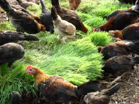 Forraje Verde Hidropónico: prueba del FVH en mexico