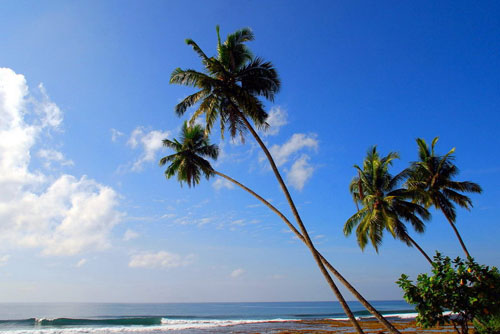 Dilema Bumi Nyiur Melambai ~ Dion DB Putra