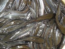 Kumpow Anglers Malaysia: Ikan Keli